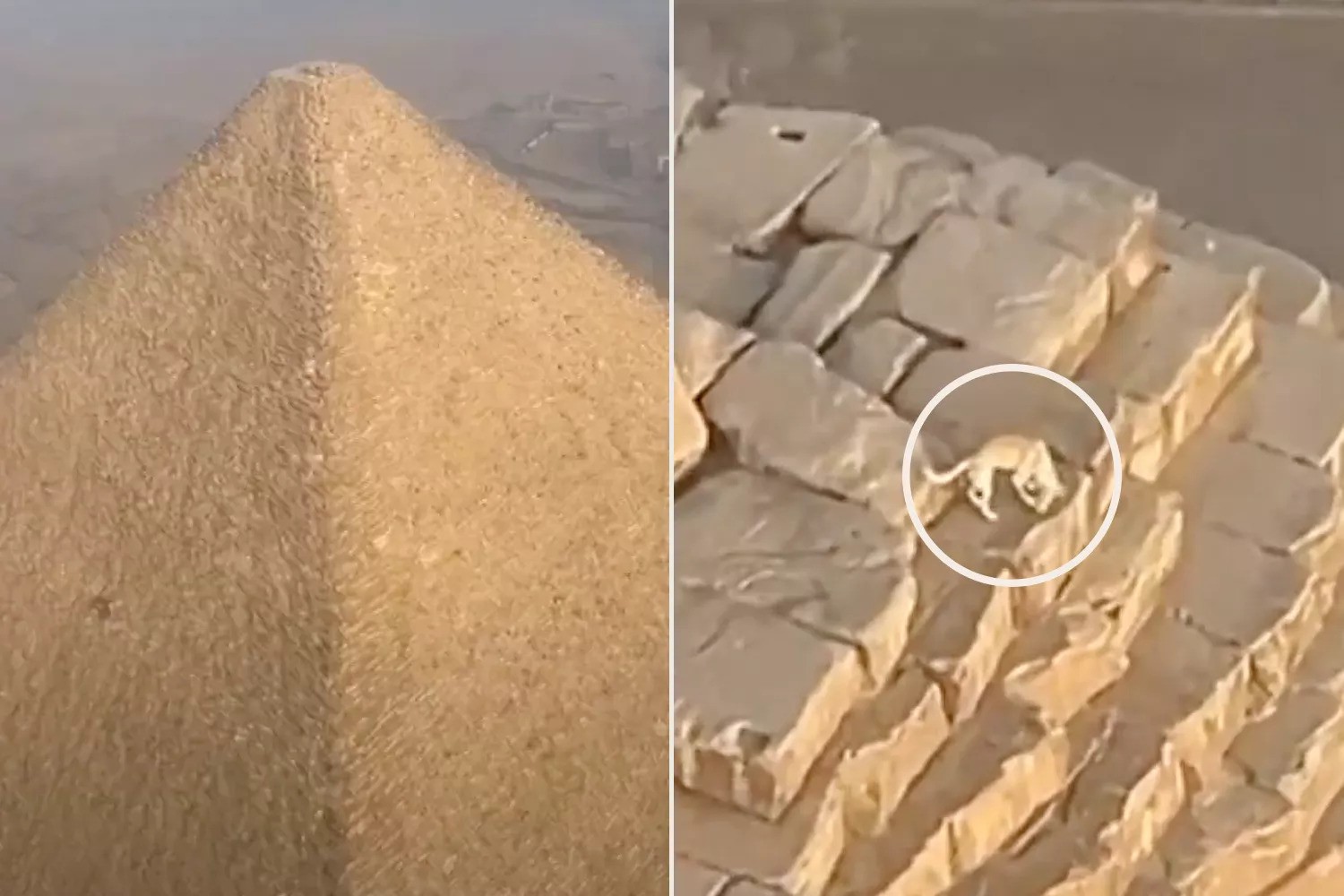 The Dog that made it to the Top… of the Great Pyramid of Giza - Egypt ...