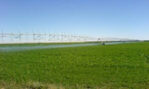 "Your Farm in Egypt" - Egypt Offers Agricultural Land